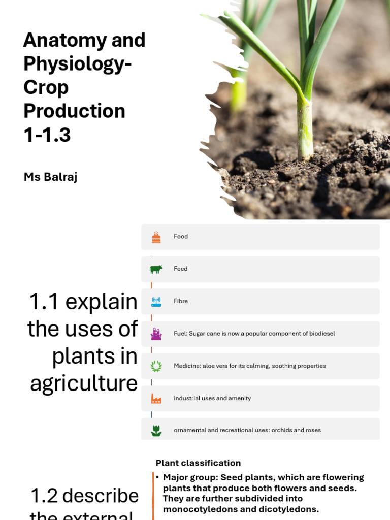 Plant Anatomy and Physiology Overview | PDF | Leaf | Plant Stem