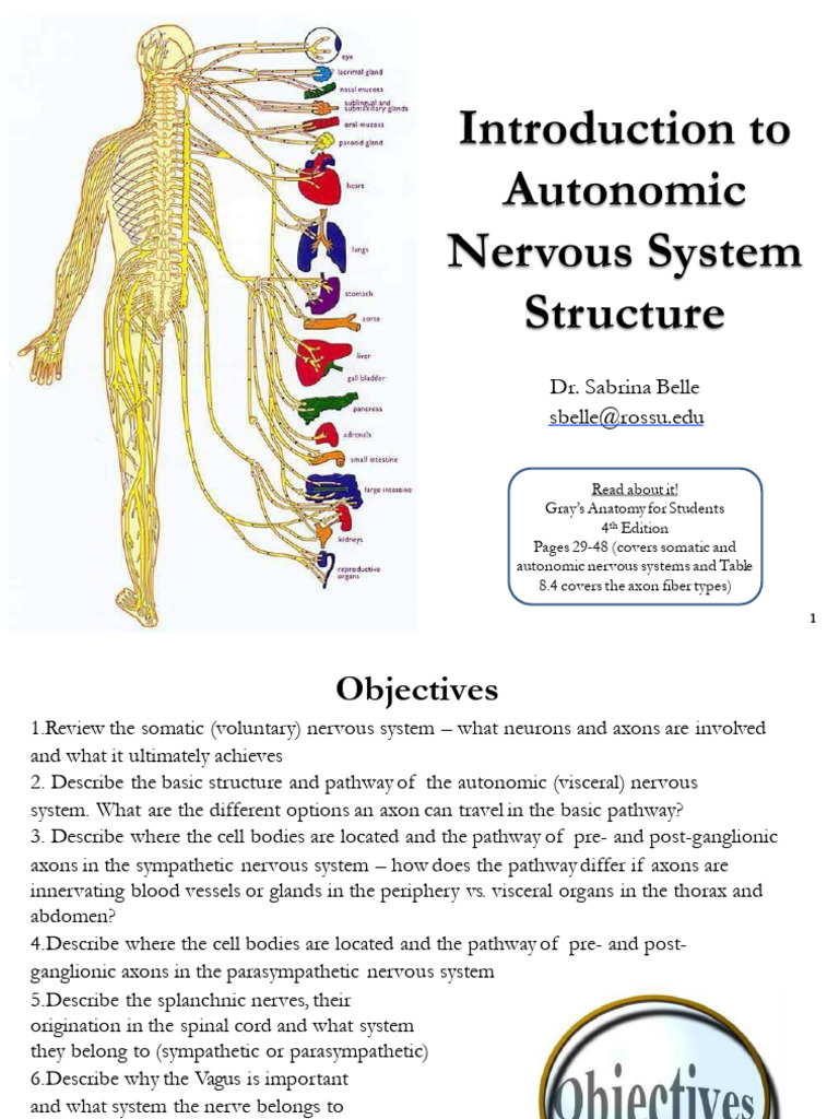 Introduction To Autonomic Nervous System Structure Part 1 | PDF | Autonomic Nervous System ...
