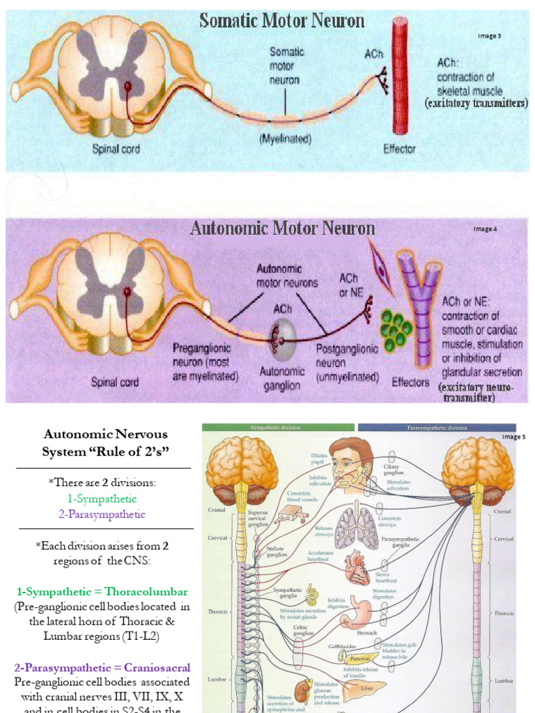 Introduction To Autonomic Nervous System Structure Part 2 | PDF ...