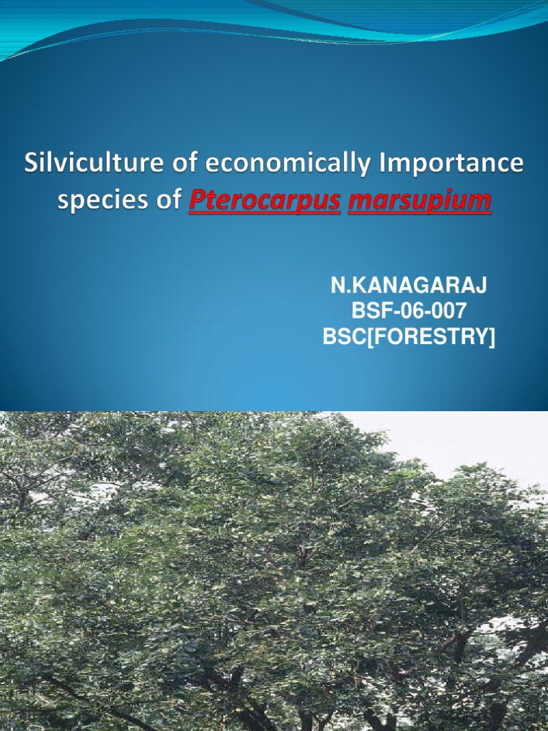 Vengai | PDF | Trees | Seed