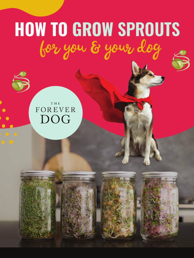 How To Grow Sprouts | PDF | Nutrients