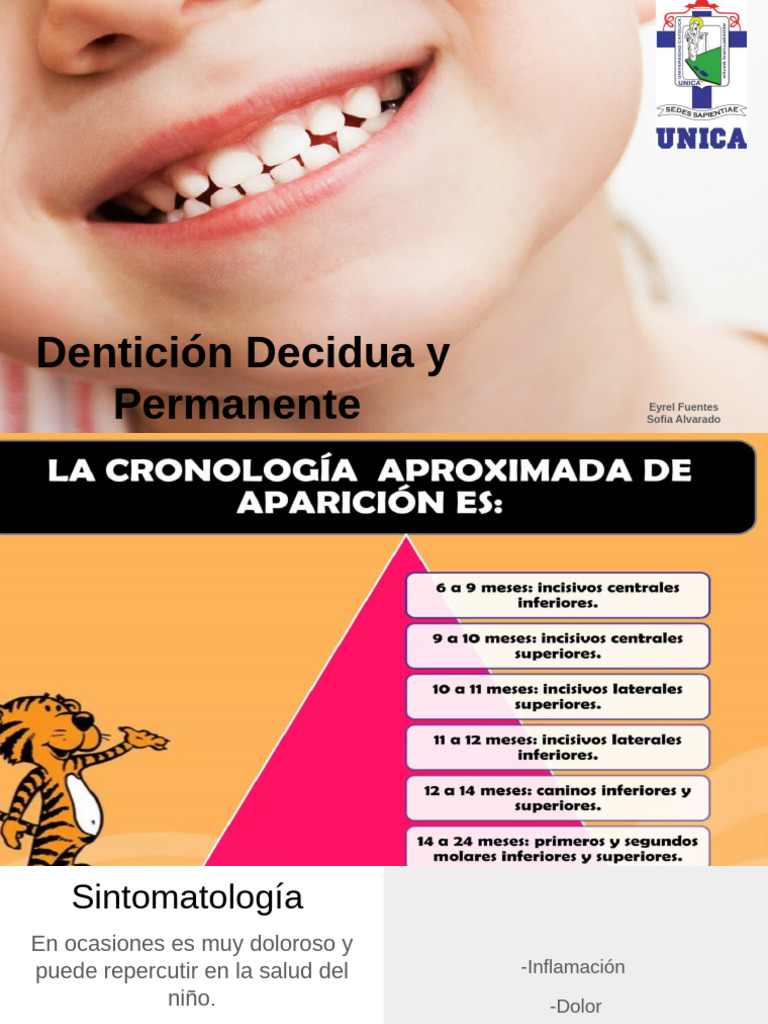 Dentición Decidua y Permanente | PDF | Diente | Ramas de Odontología