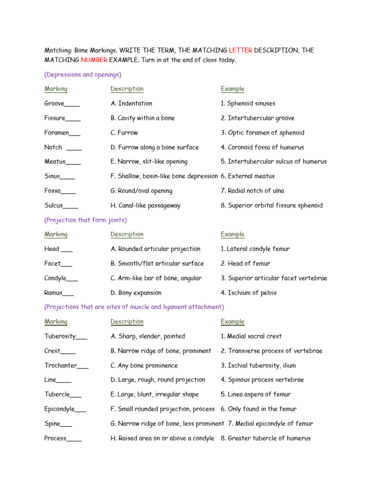 Bone Markings Matching Guide | PDF