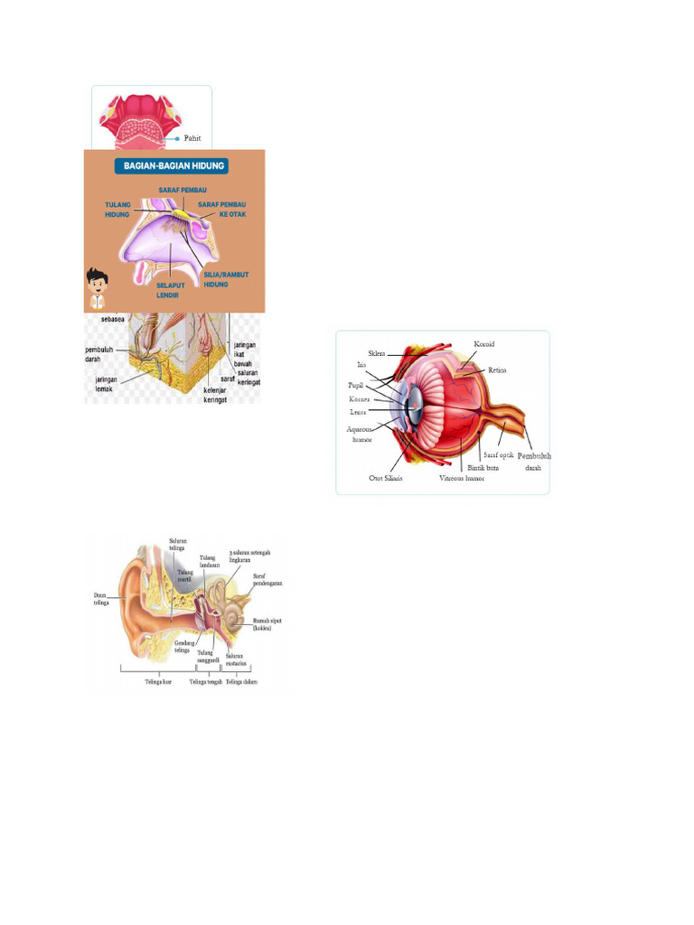 Gambar Alat Indra | PDF