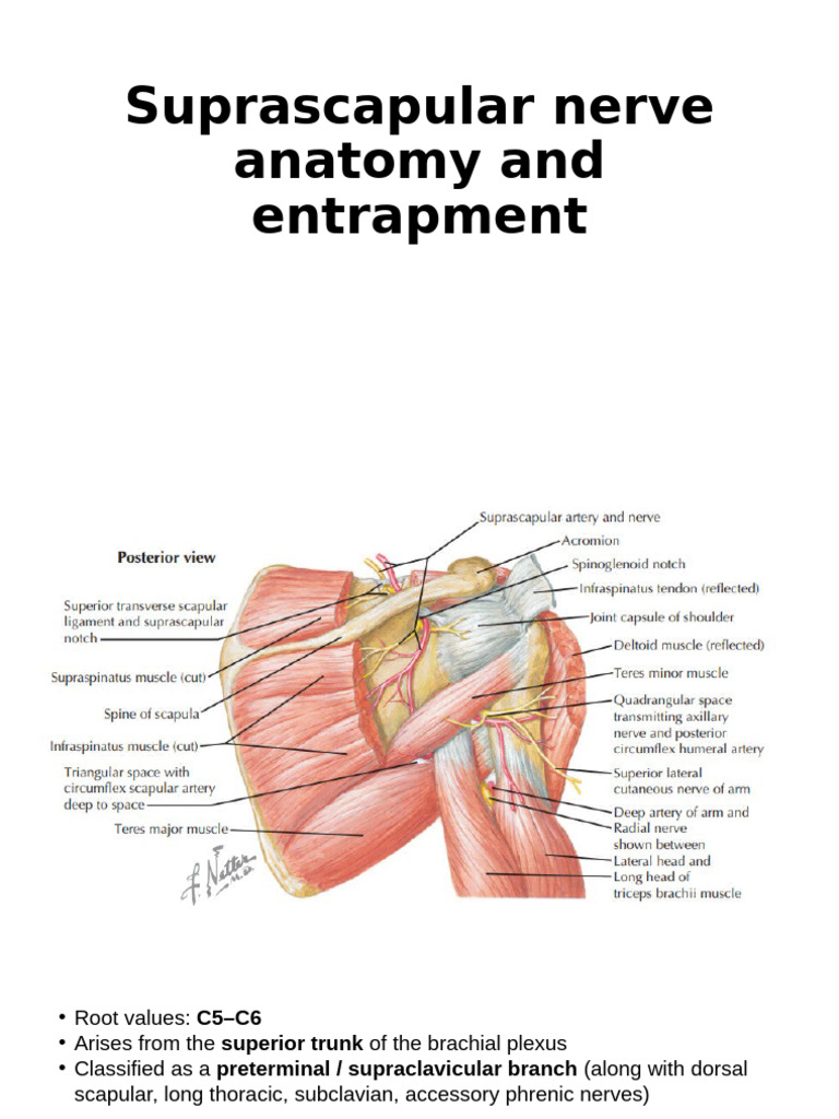 Suprascapular, Axillary Nerve Anatomy and Entrapment and Tendon ...