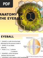 Sheep Eye Dissection Lab Guide | PDF | Eye | Facial Features
