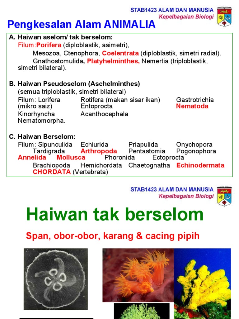 Animalia Invertebrata-1 | PDF | Ilmu Sosial | Griya & Taman