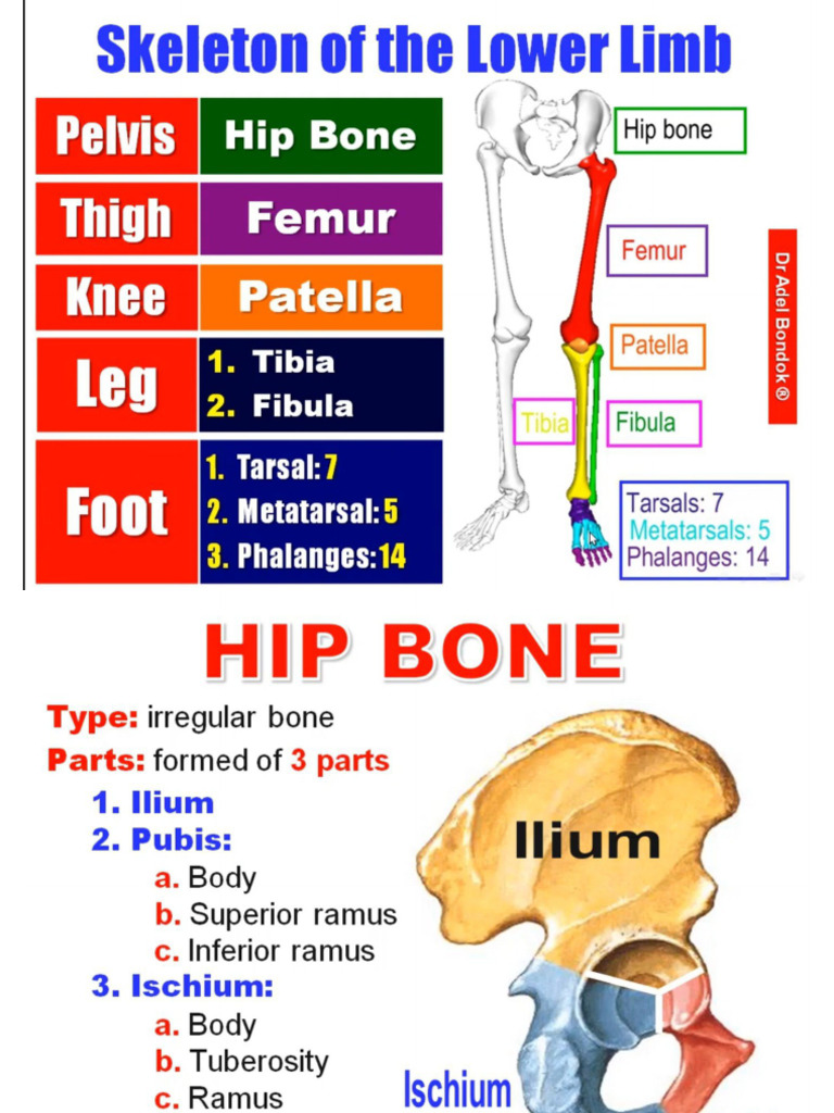 Lower Limb Adeel Bandok | PDF