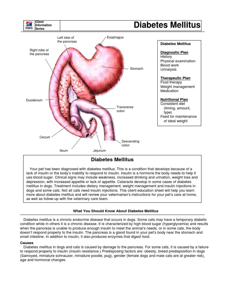 DiabetesMellitus en | PDF | Diabetes Mellitus | Pancreas
