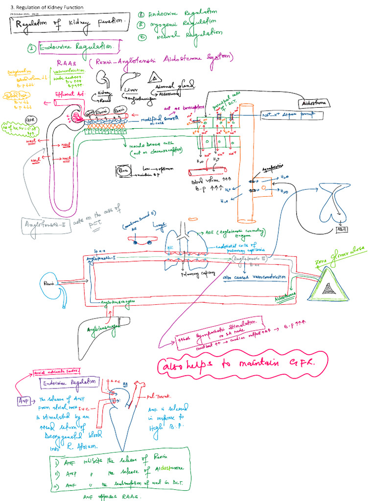 Regulation of Kidney | PDF