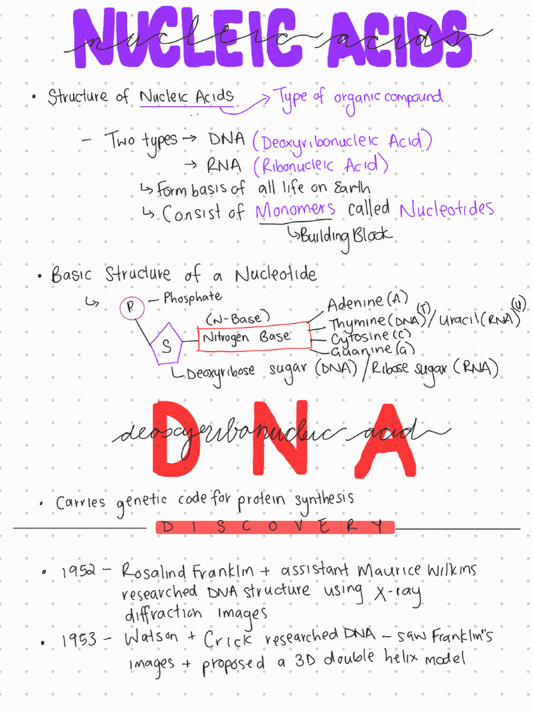 DNA + RNA Notes | PDF