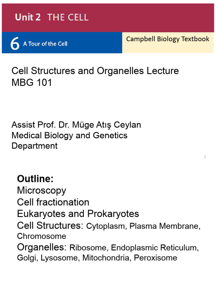 Cell Structures and Organelles Overview | PDF | Endoplasmic Reticulum ...