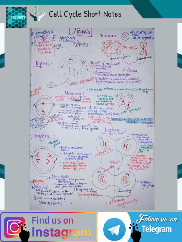 Cell Cycle Study Notes for JEE/NEET | PDF