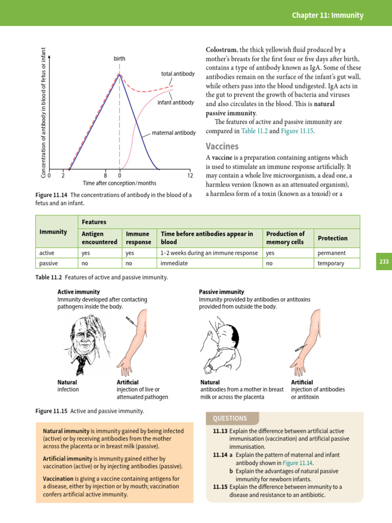 Active vs Passive Immunity Explained | PDF | Immune System | Antibody