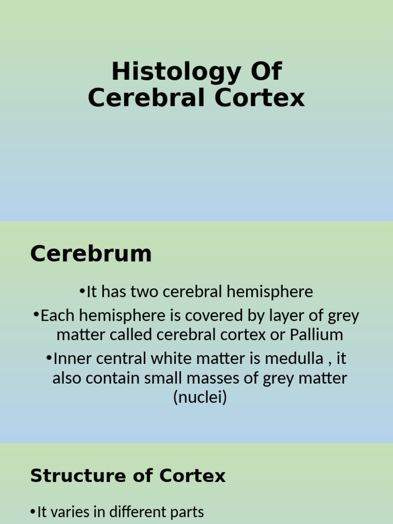 Histology of the Cerebral Cortex | PDF | Pyramidal Cell | Cerebral Cortex