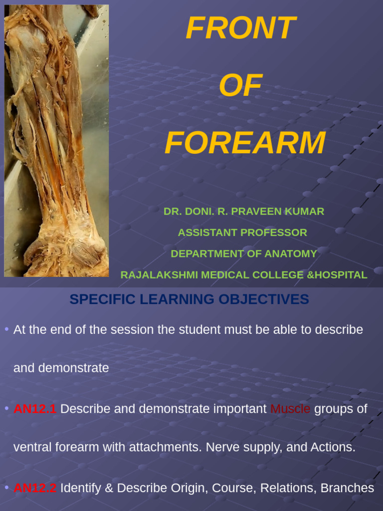 Anatomy of the Forearm Muscles and Nerves | PDF | Elbow | Hand