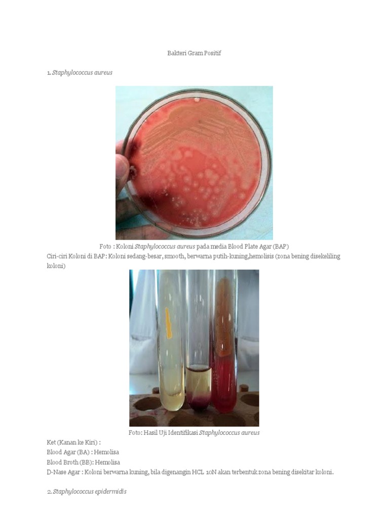 Bakteri Gram Positif | PDF