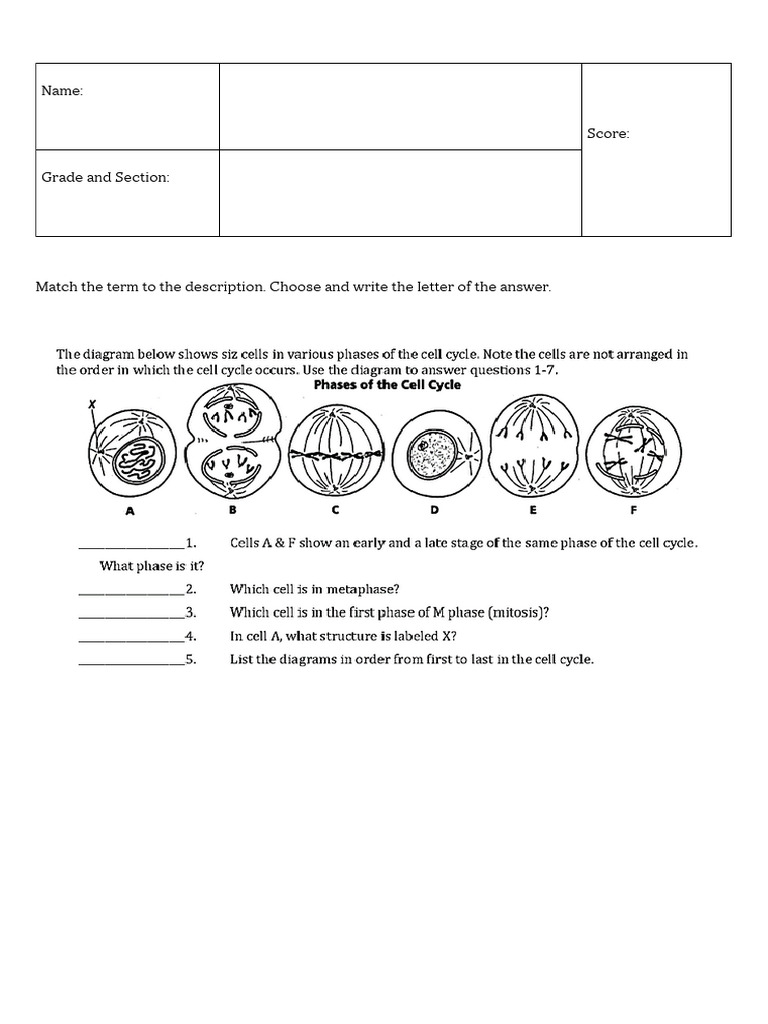 Cell-Cycle-Worksheets - Docx 20251006 210458 0000 | PDF