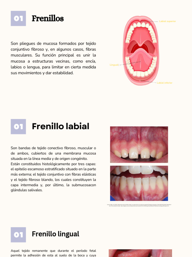 Clasificación y funciones de los frenillos | PDF | Cirugía | Odontología