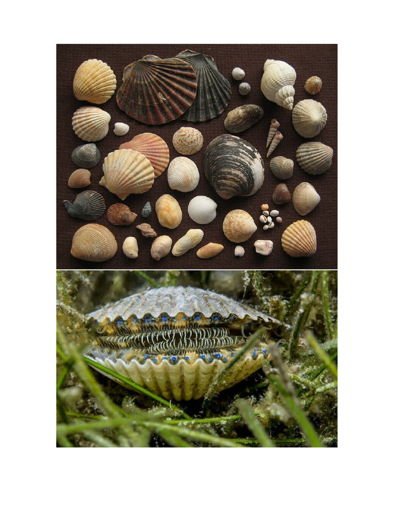 Bivalves | PDF
