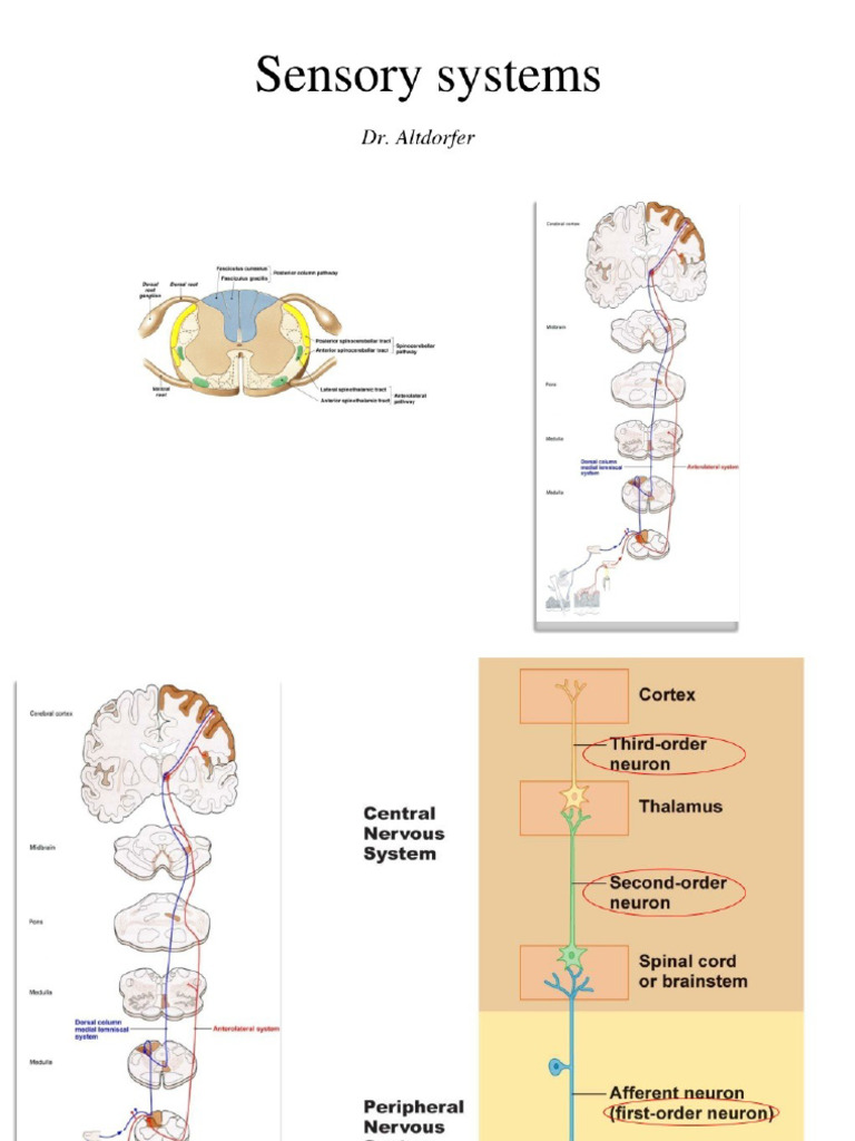 Sensory Systems | PDF