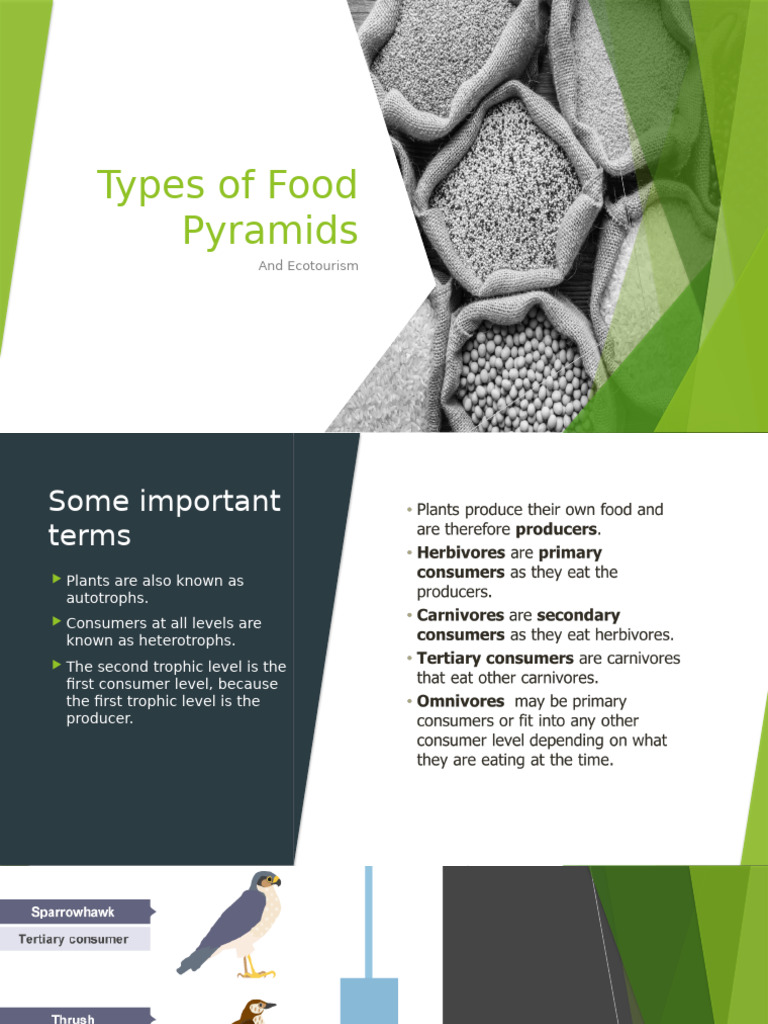Types of Food Pyramids 5-1 | PDF | Food Web | Biomass (Ecology)
