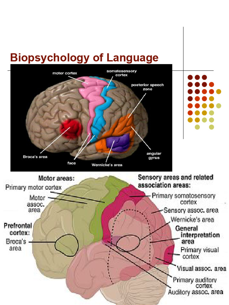 Biological Basis of Languages | PDF | Speech | Lateralization Of Brain ...