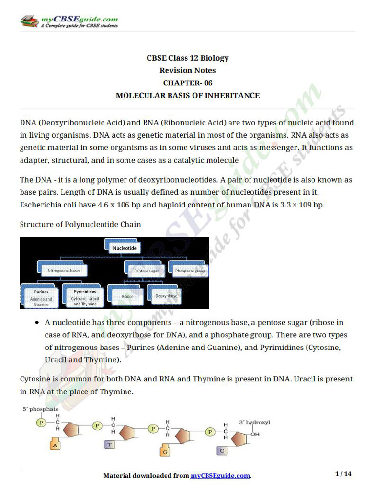 12 Biology Notes Ch06 Molecular Basis of Inheritance | PDF