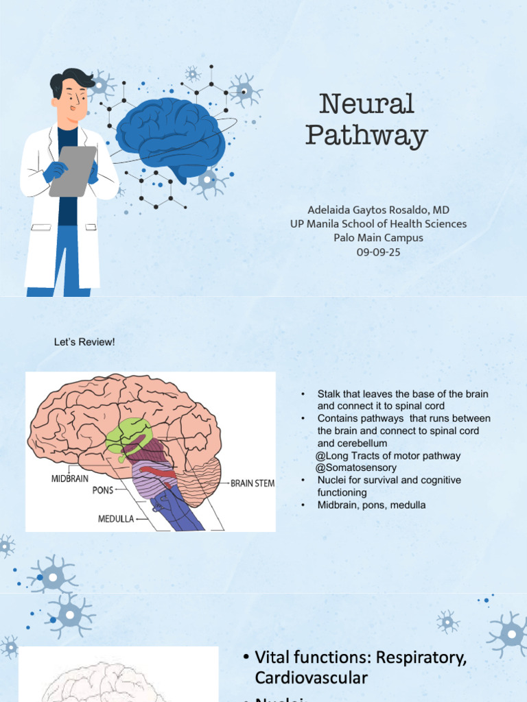 The Neural Pathway Sept 8 | PDF