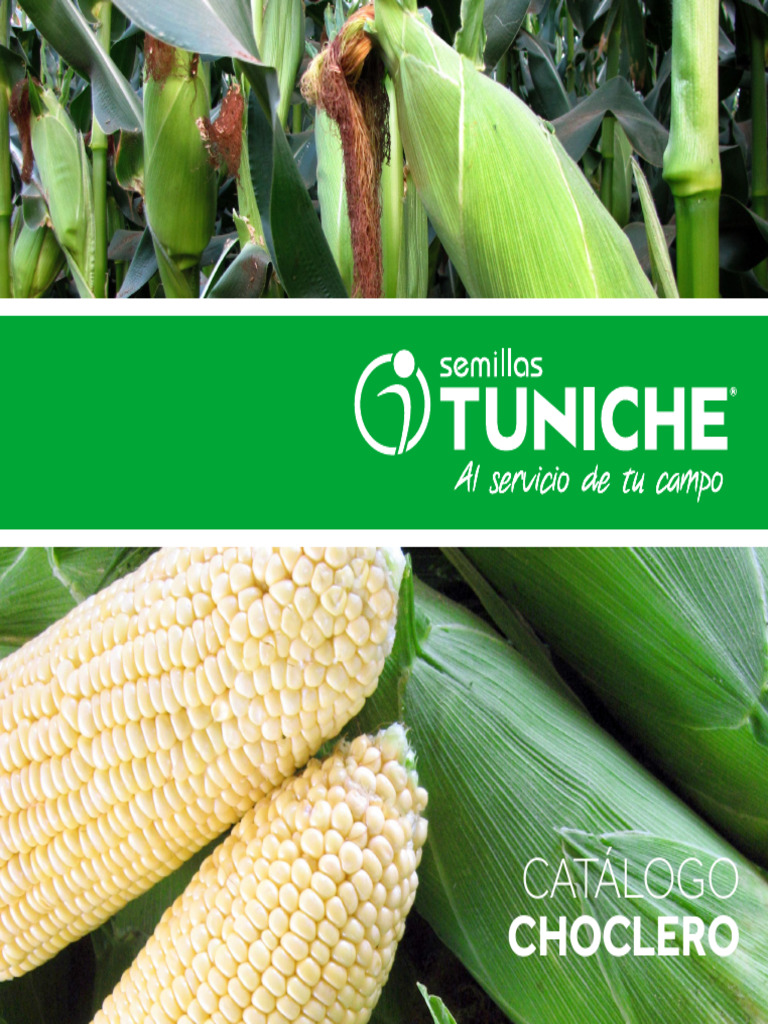 Tipos de choclos en Chile: Catálogo 2023 | PDF | Maíz | Siembra