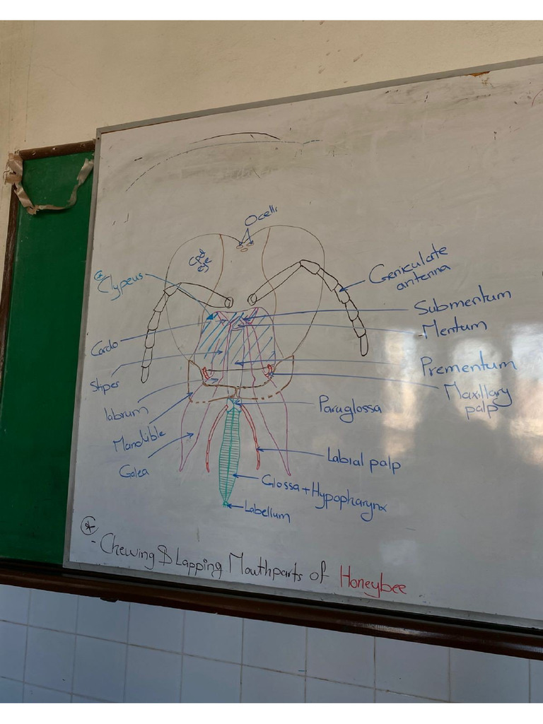 Entomology Lab 5 | PDF