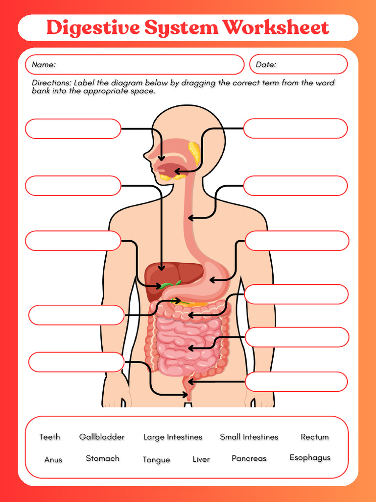 Digestive System Worksheet in Orange and White Illustrative Style | PDF