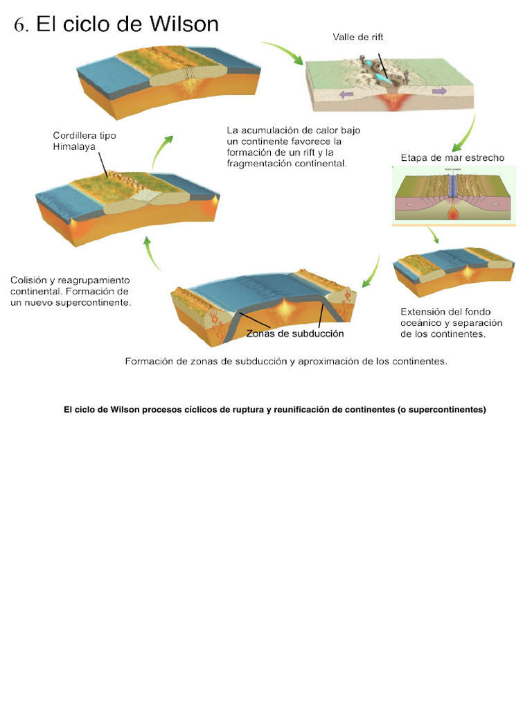 05 - CIclo de Wilson | PDF