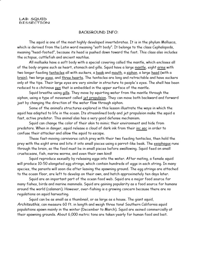 Squid QUestions | PDF | Mollusca | Zoology