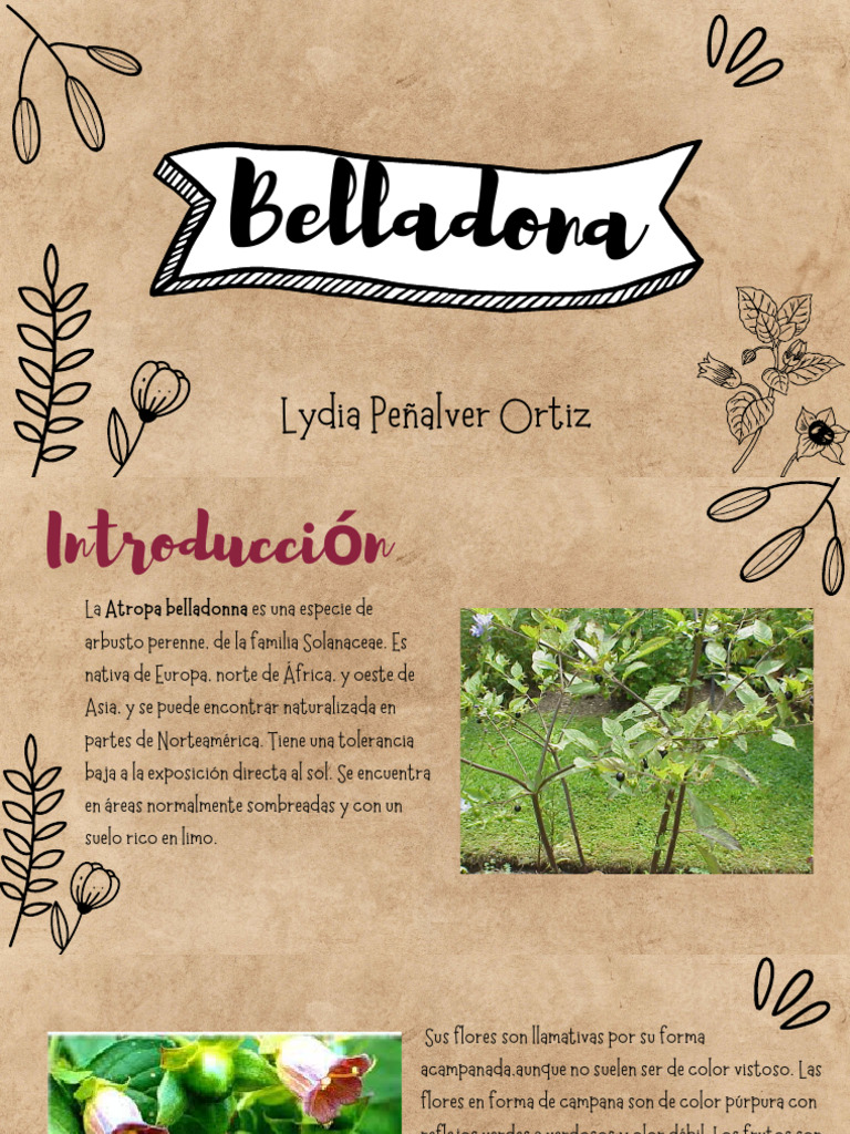 Belladona: Veneno y Usos Medicinales | PDF