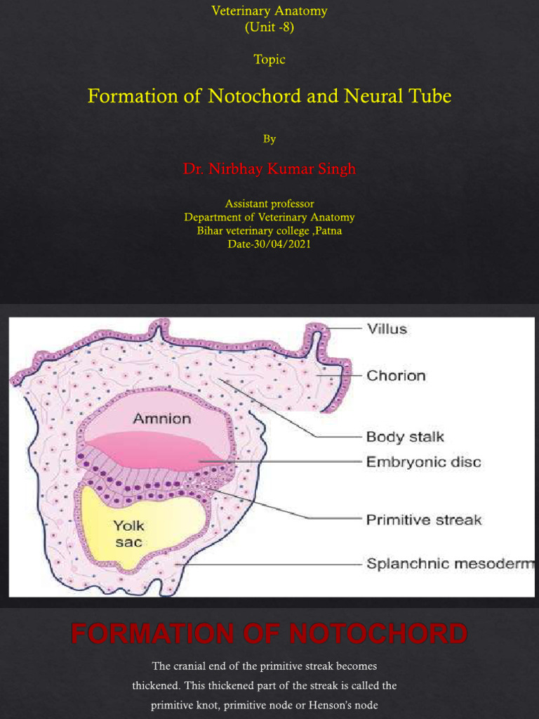 Formation of Notochord and Neural Tube by DR - Nirbhay Kumar Singh PDF | PDF