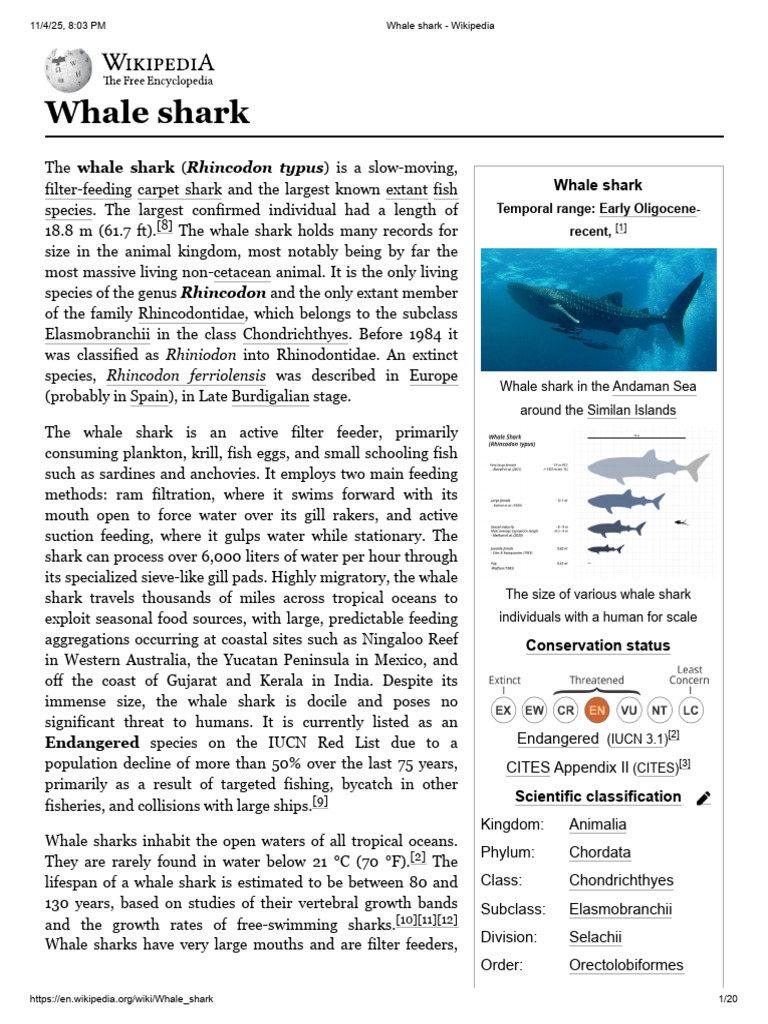 Whale Shark - Wikipedia | PDF | Sharks