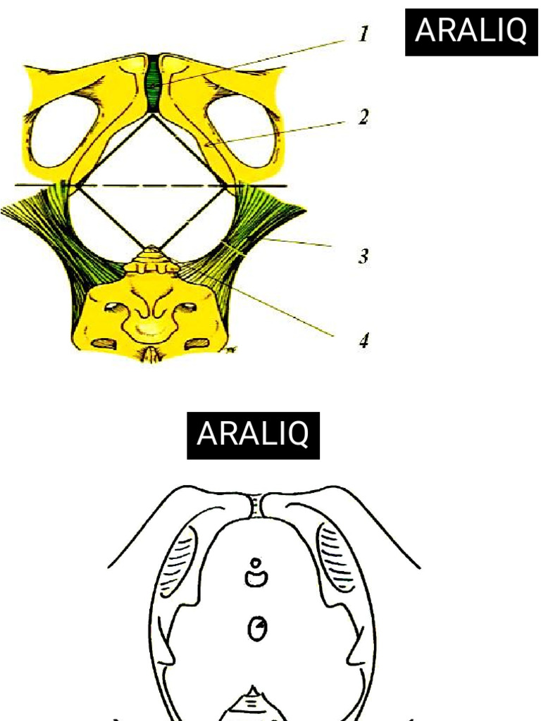 ARALIQ | PDF