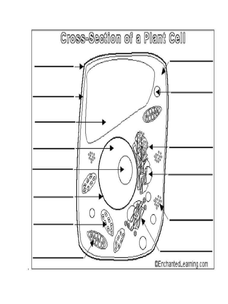 Animal Cell Poster | PDF