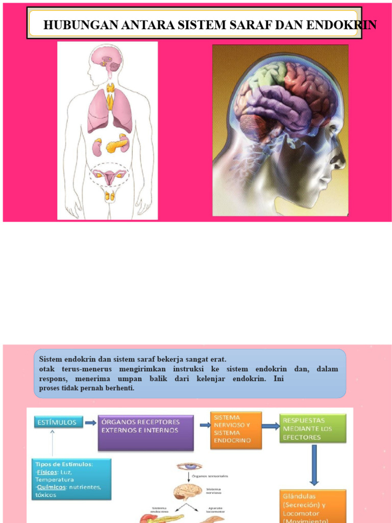 Keterkaitan Sistem Saraf dan Endokrin | PDF