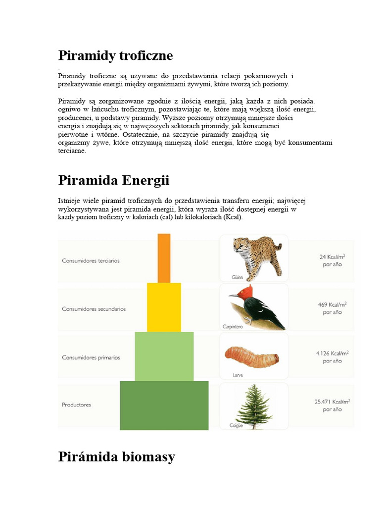 Piramidy Troficzne | PDF