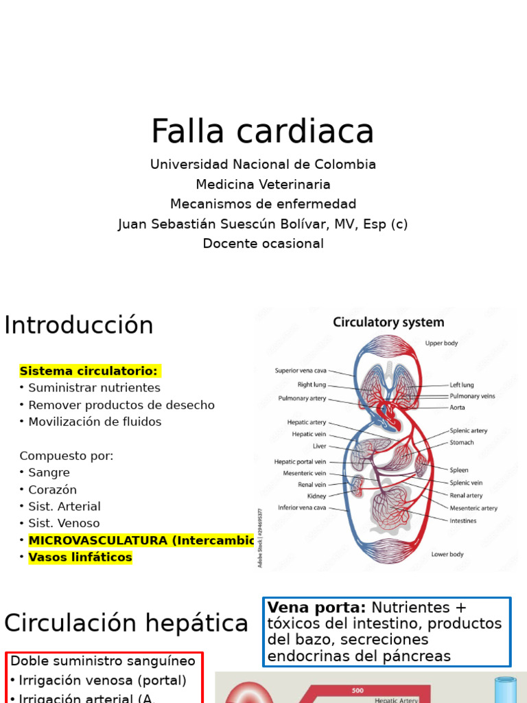 Falla Cardiaca 1 | PDF | Sistema circulatorio | Vena