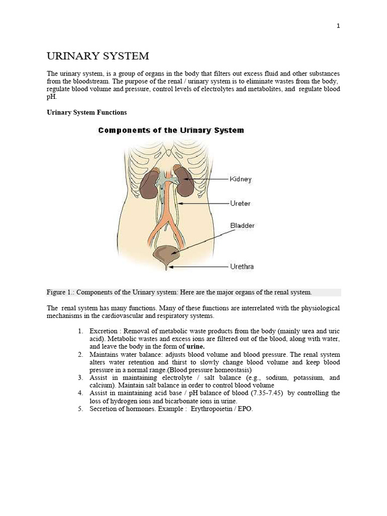 A251 Lec 8 Urinary System | PDF | Kidney | Urinary System