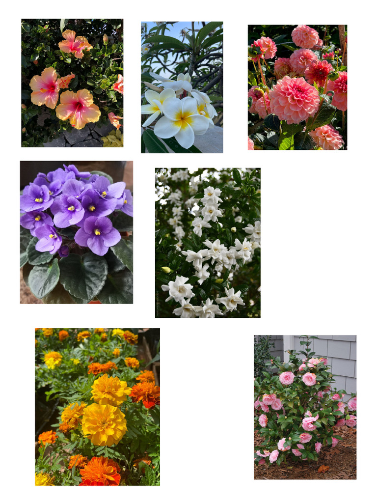 Documento A4 Floral Bege e Branco - 20251025 - 190109 - 0000 | PDF