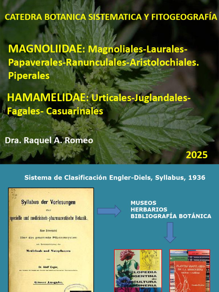 Clase 3 Magnoliales Hamamelidae 2025 | PDF | Flores | Plantas