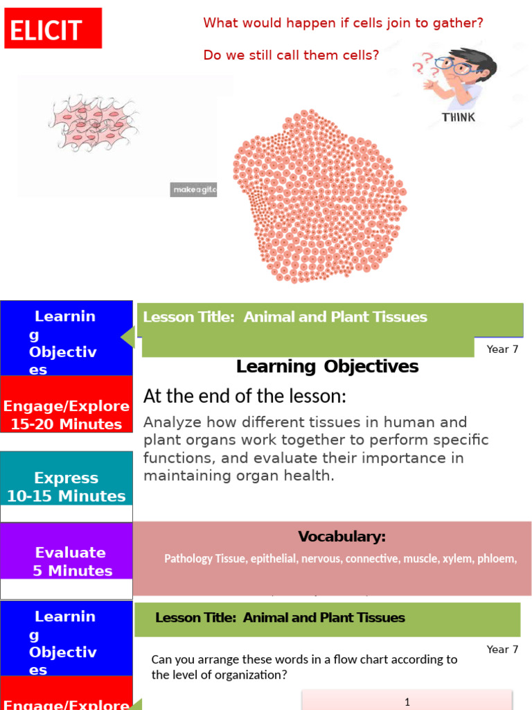 Understanding Animal and Plant Tissues | PDF | Tissue (Biology ...