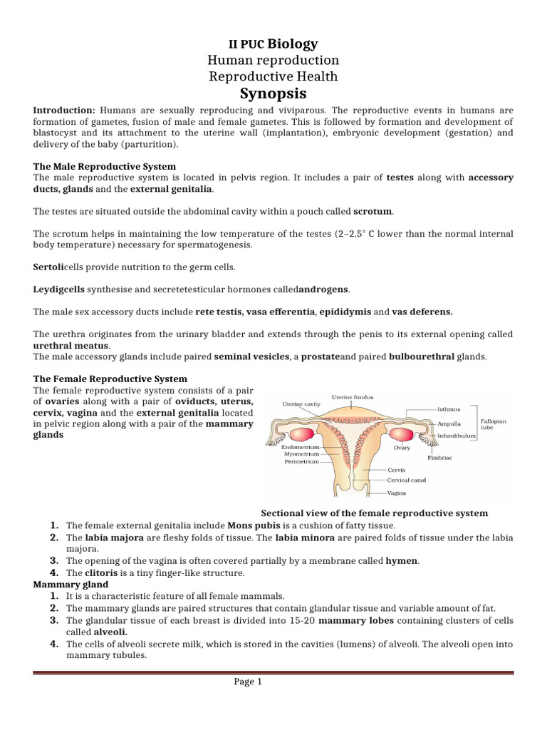 3 4 Human Reproduction and Reproductive Health | PDF | Menstrual Cycle ...
