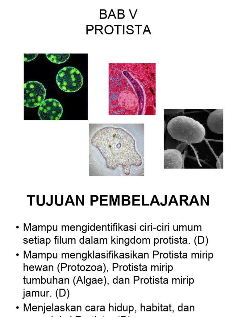 Bab 5. Protista | PDF