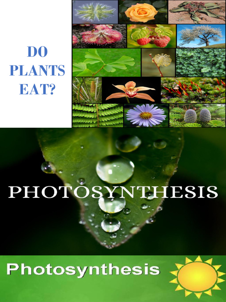 Photosynthesis | PDF | Photosynthesis | Plant Physiology