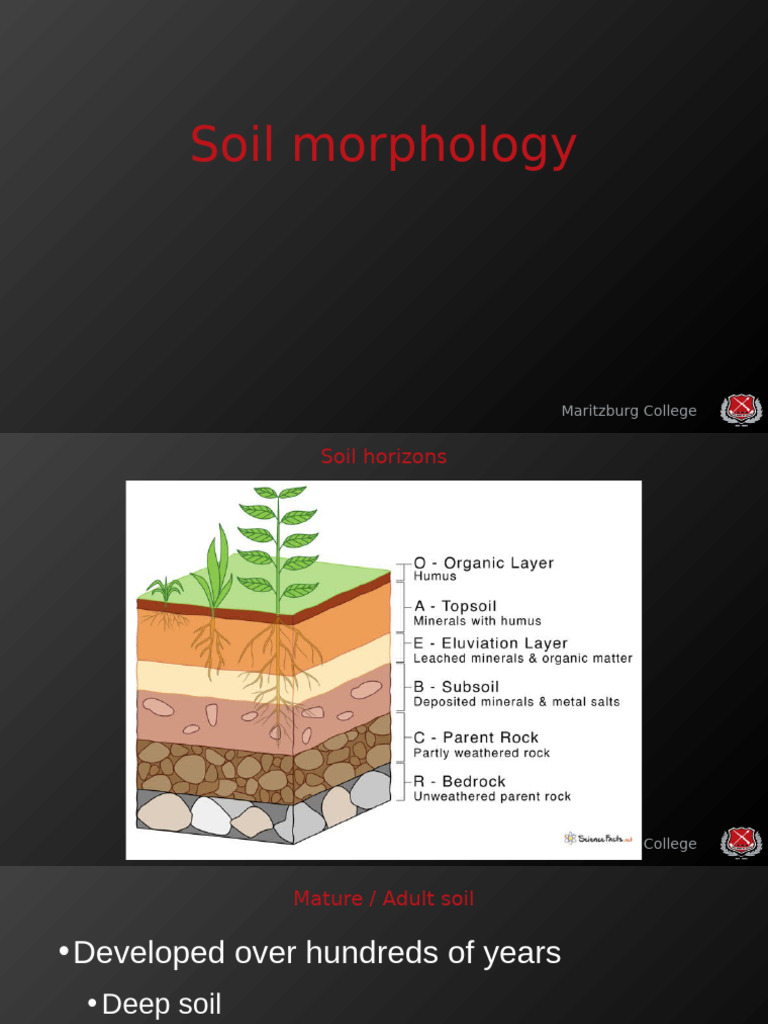 Soil Morphology | PDF